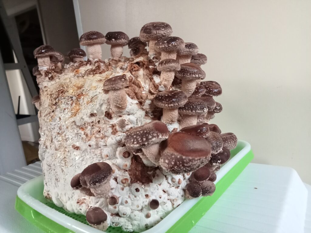 Mushroom Ready-to-Fruit Block – Shiitake – Zozo's Minigarden