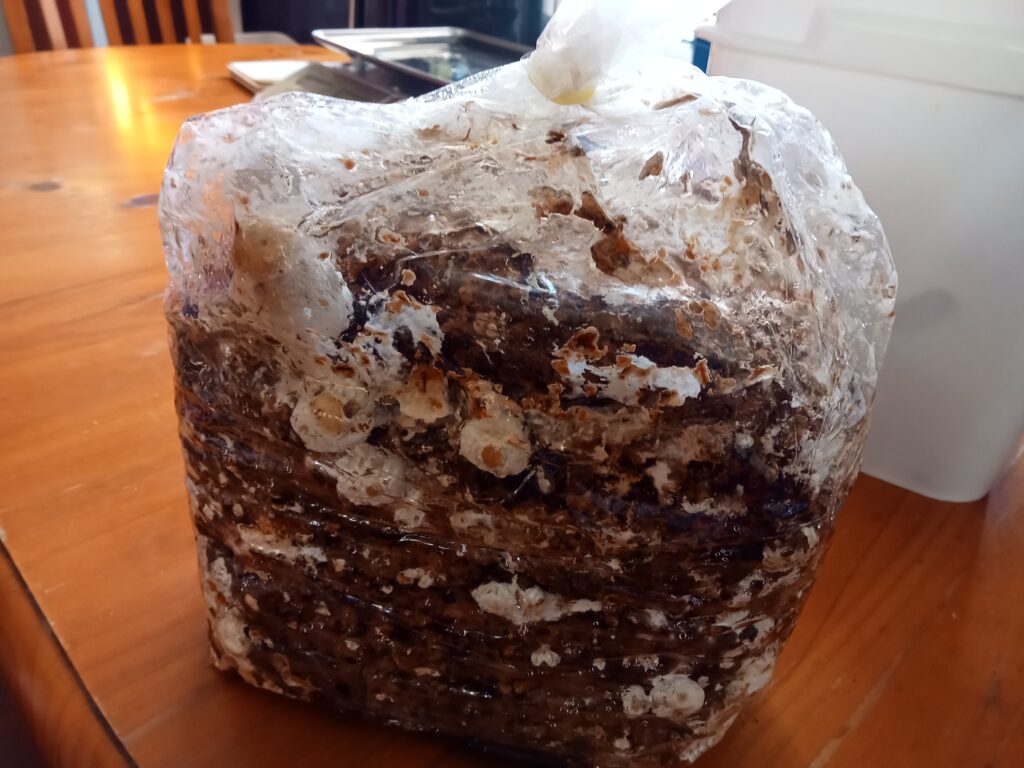 Mushroom Ready-to-Fruit Block - Shiitake - Zozo's Minigarden