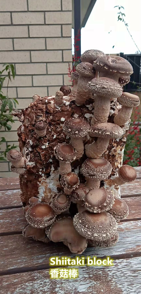 Mushroom Ready-to-Fruit Block - Shiitake - Zozo's Minigarden